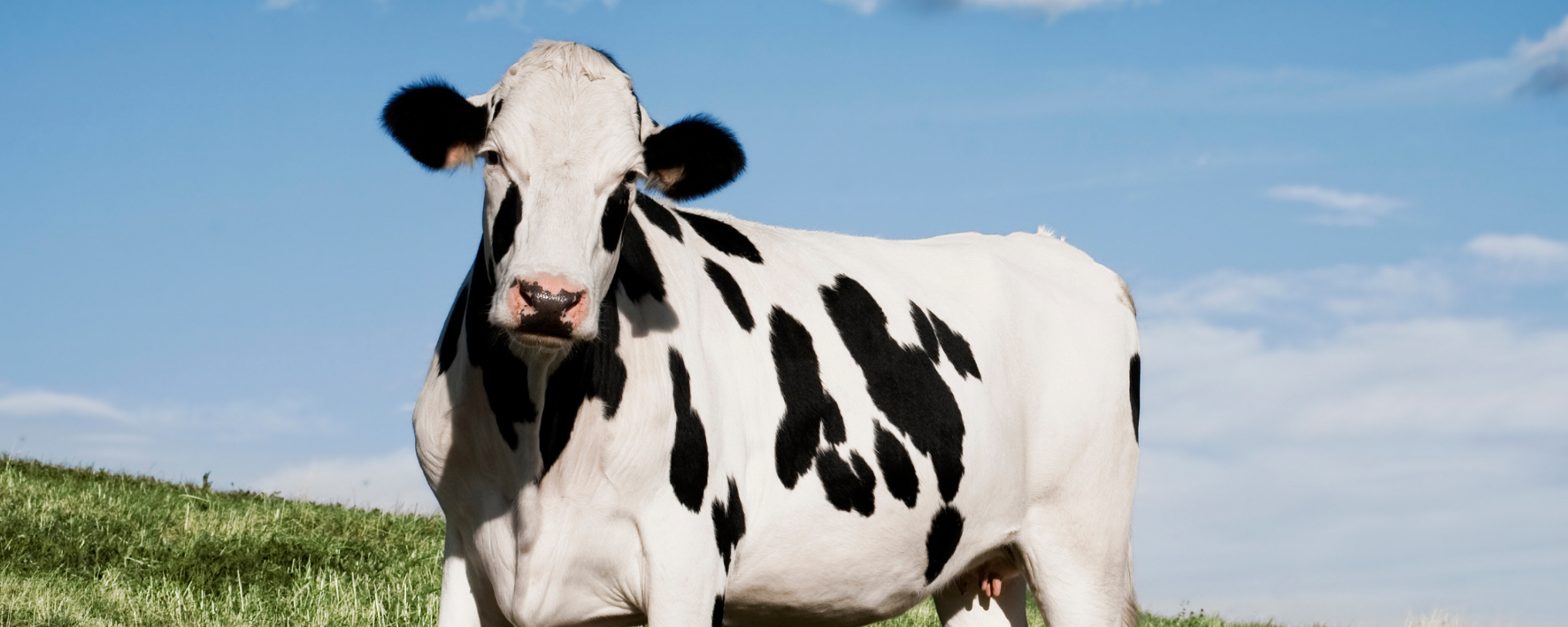 Mendeteksi E coli pada sapi dengan IDEXX TECTA - PT Ecosains Hayati